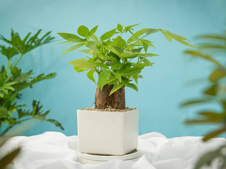 21 Plants That Grow Without Sunlight, Perfect For Dark Corners