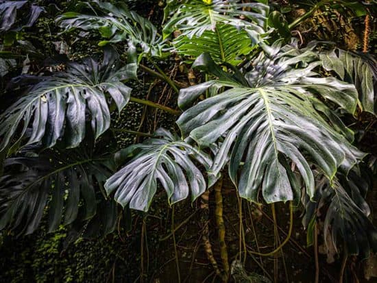 30 Big Leaf Outdoor Plants For A Jungle Vibe In Your Garden 2024