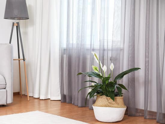 Top 22 Indoor Plants for Oxygen Backed Up By Science 2024