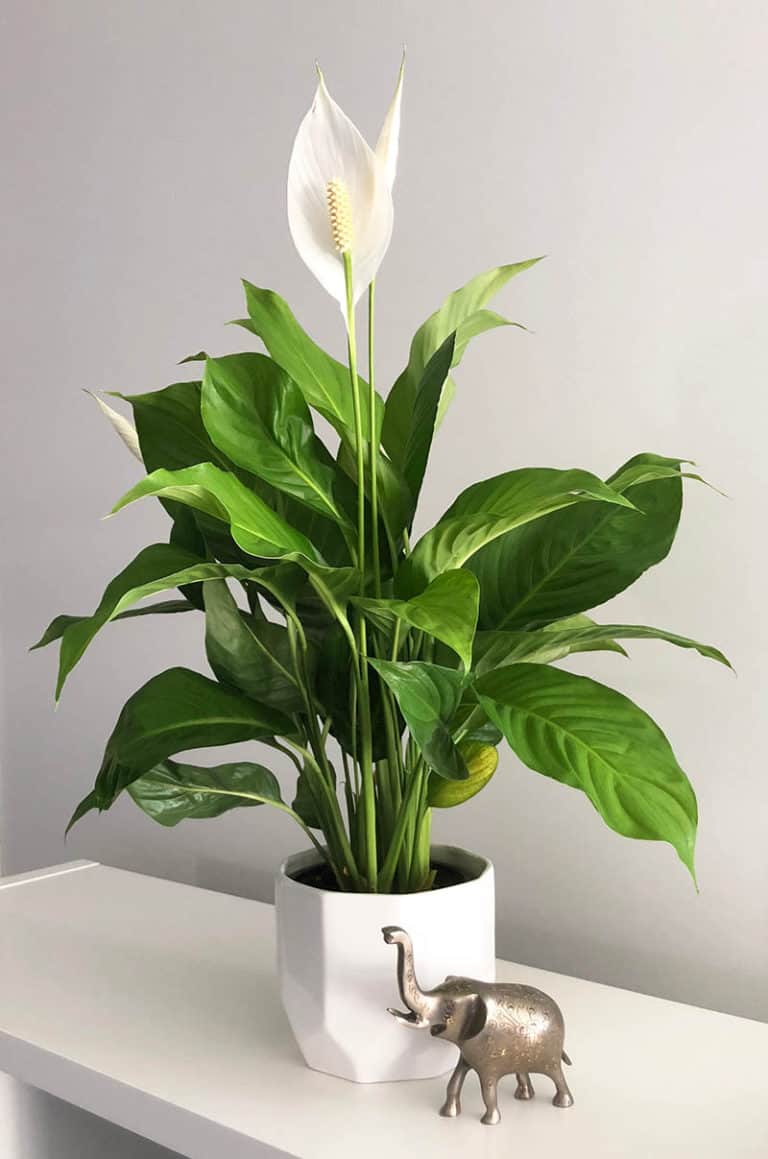 21 Plants That Grow Without Sunlight, Perfect For Dark Corners