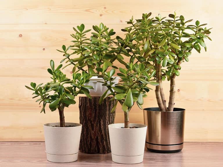 41 Difference Types of Jade Plants: Succulents With Minimal Maintenance