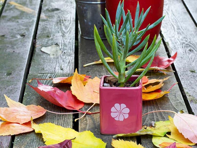 22 Indoor Plants With Blue Leaves With Stunning Effect