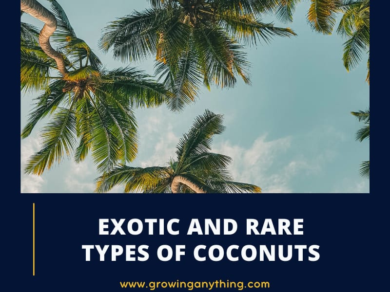 16 Exotic and Rare Difference Types of Coconuts 2024