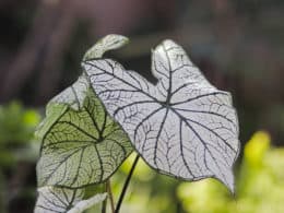 45 Caladium Varieties - The Selection Of The Most Beautiful Foliage In ...