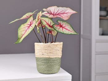 45 Caladium Varieties - The Selection Of The Most Beautiful Foliage In ...