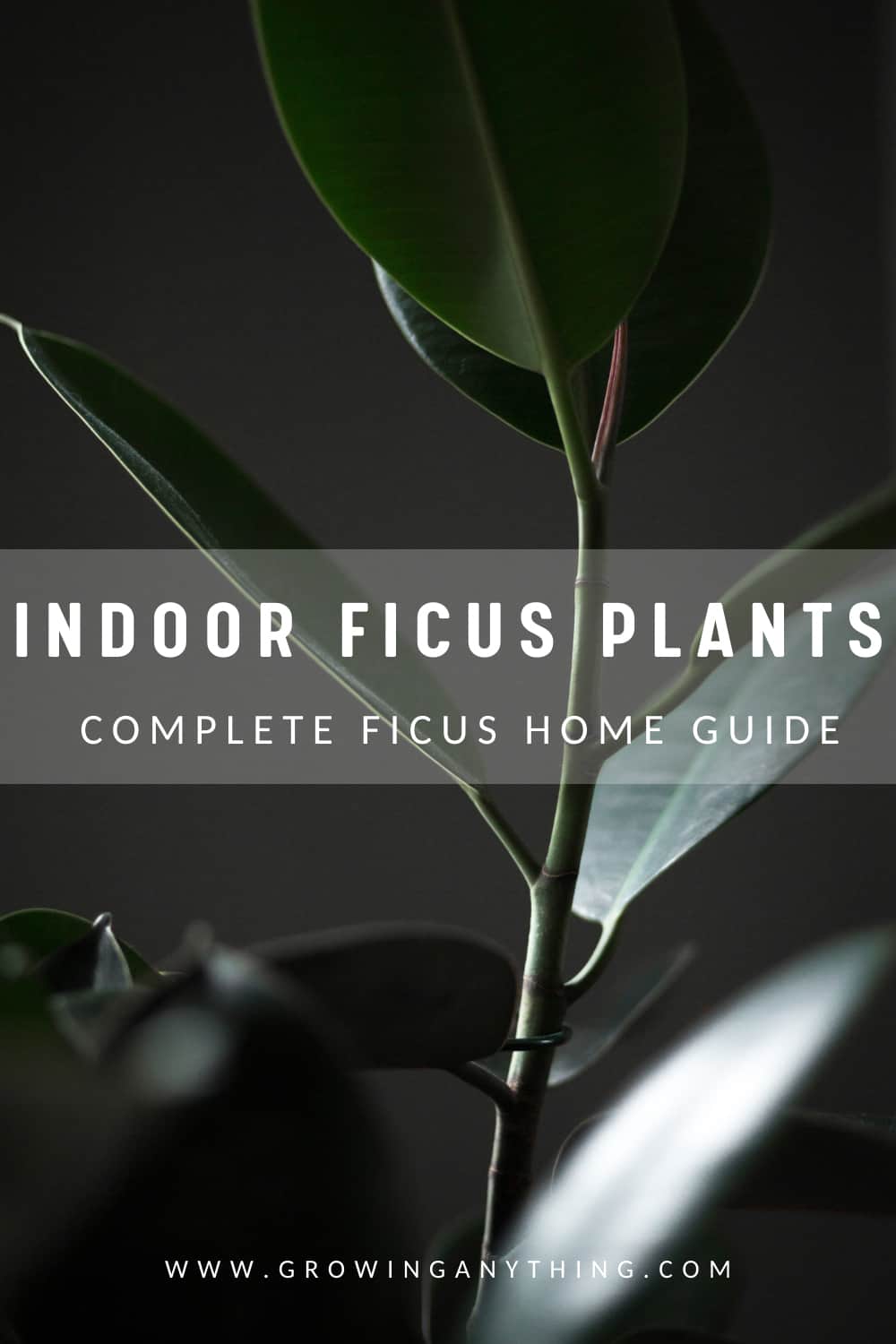Top 10 Indoor Ficus Plants: Complete Ficus Home Guide