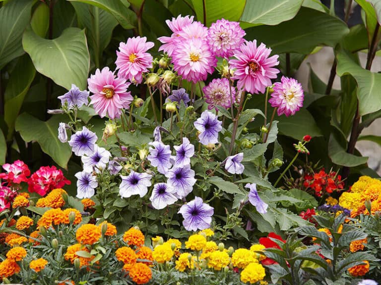 211 Difference Types of Flowers: Complete Guide With Names, Pictures ...