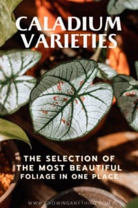 45 Caladium Varieties - The Selection Of The Most Beautiful Foliage In ...