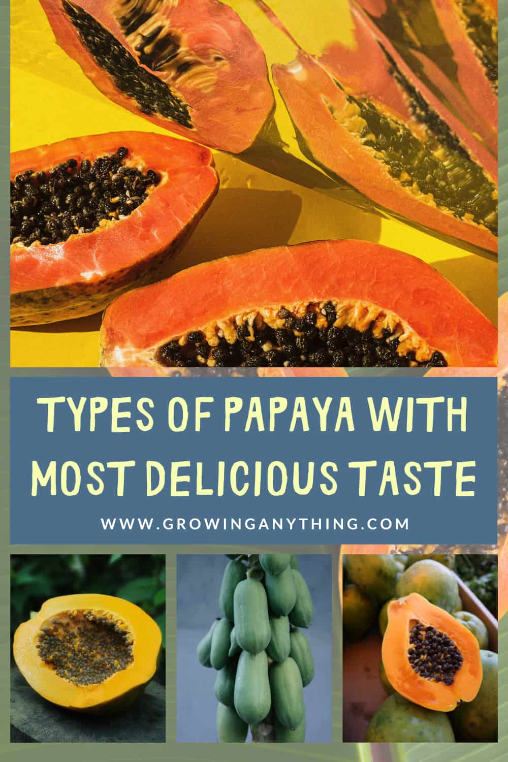 15 Difference Types of Papaya With Most Delicious Taste 2024